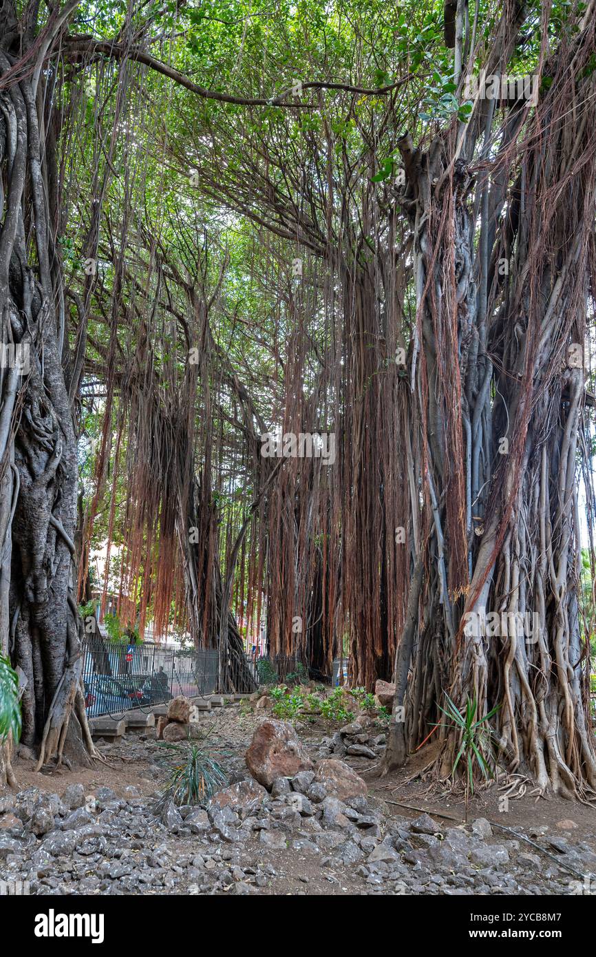 Park, garden, Les Jardin de la Compagnie, giant Bayan trees, Banyan ...