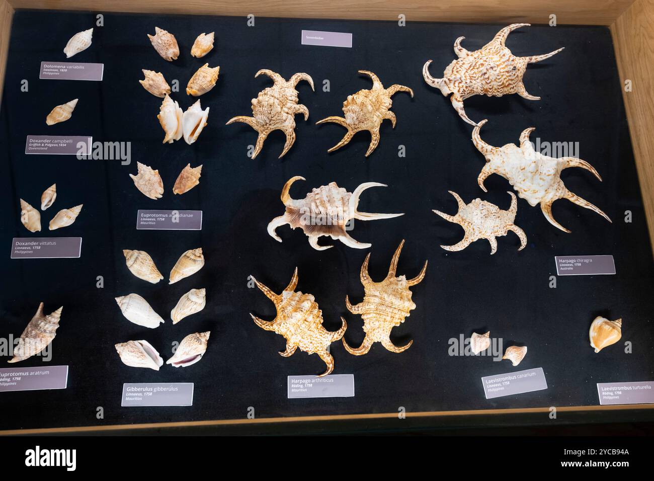 "Museum, exhibition ""World of Seashells"", genus Strombidae, Bel Ombre ...
