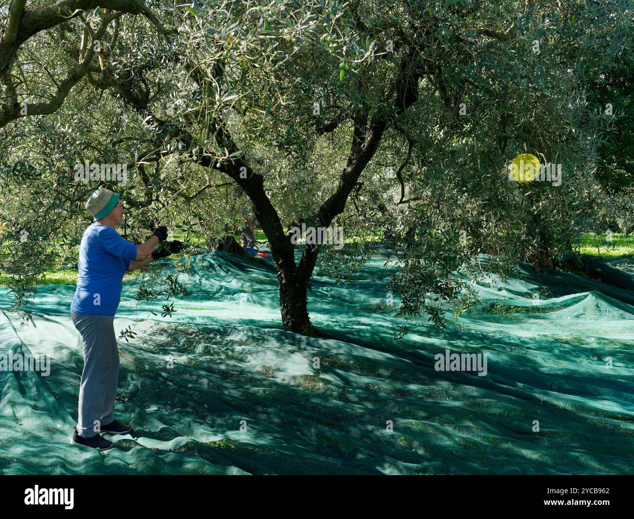 Our lady of olives hi-res stock photography and images - Alamy