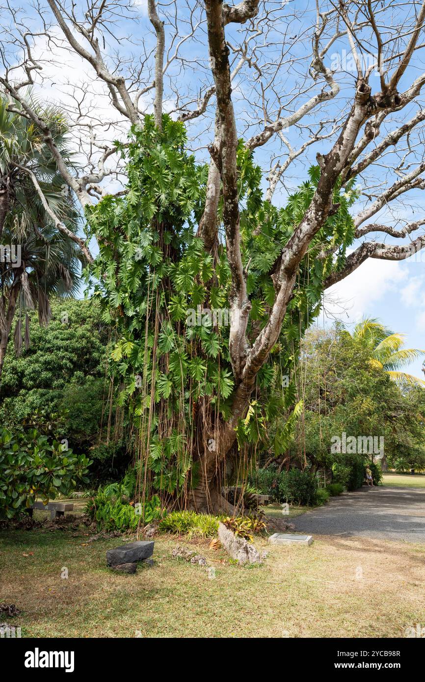 Phylodendron on dead tree, Chateau De Labourdonnais (Mapou), Indian ...