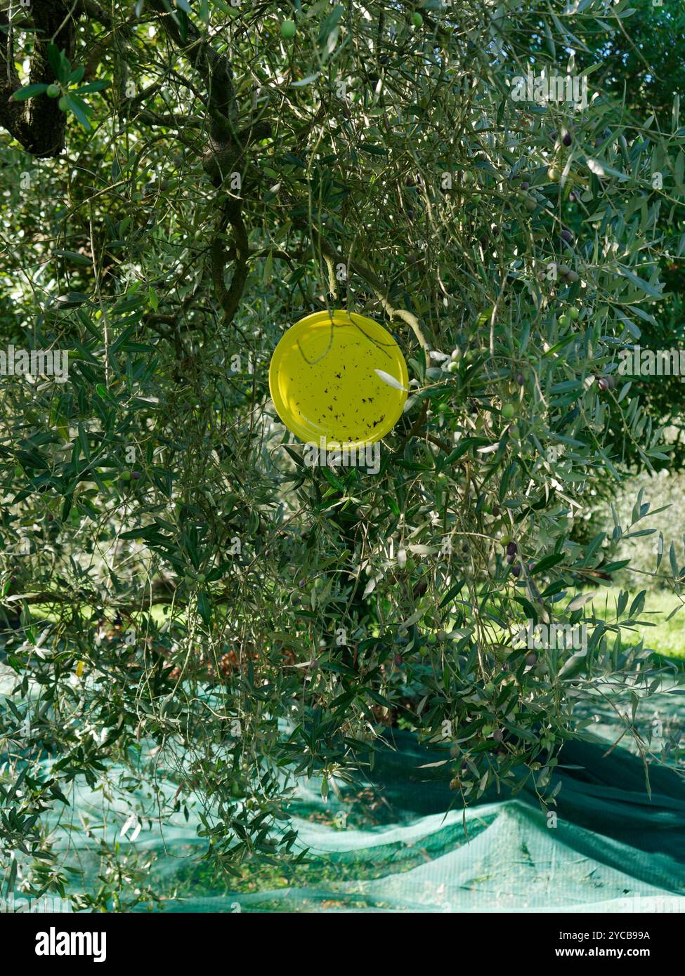 Hanging insects hi-res stock photography and images - Alamy