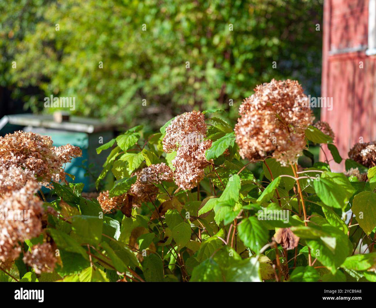withered hydrangea in autumn garden, outdoor daylight shot without people Stock Photo - Alamy