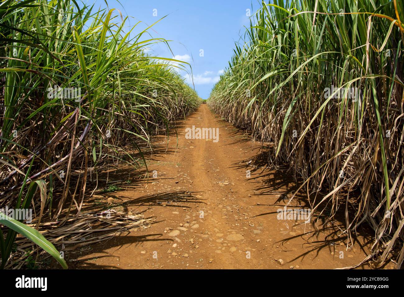 Sugarcane (Saccharum officinarum) field, Indian Ocean, island ...