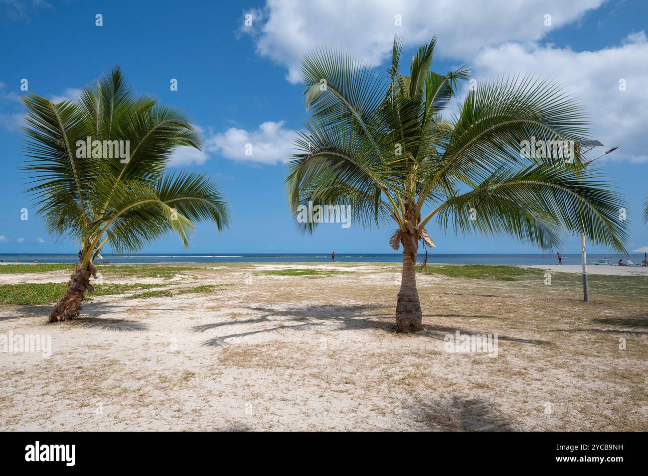 Coconut palm or coconut palm (Cocos nucifera), Flic en Flac Beach, beach, Indian Ocean, island ...