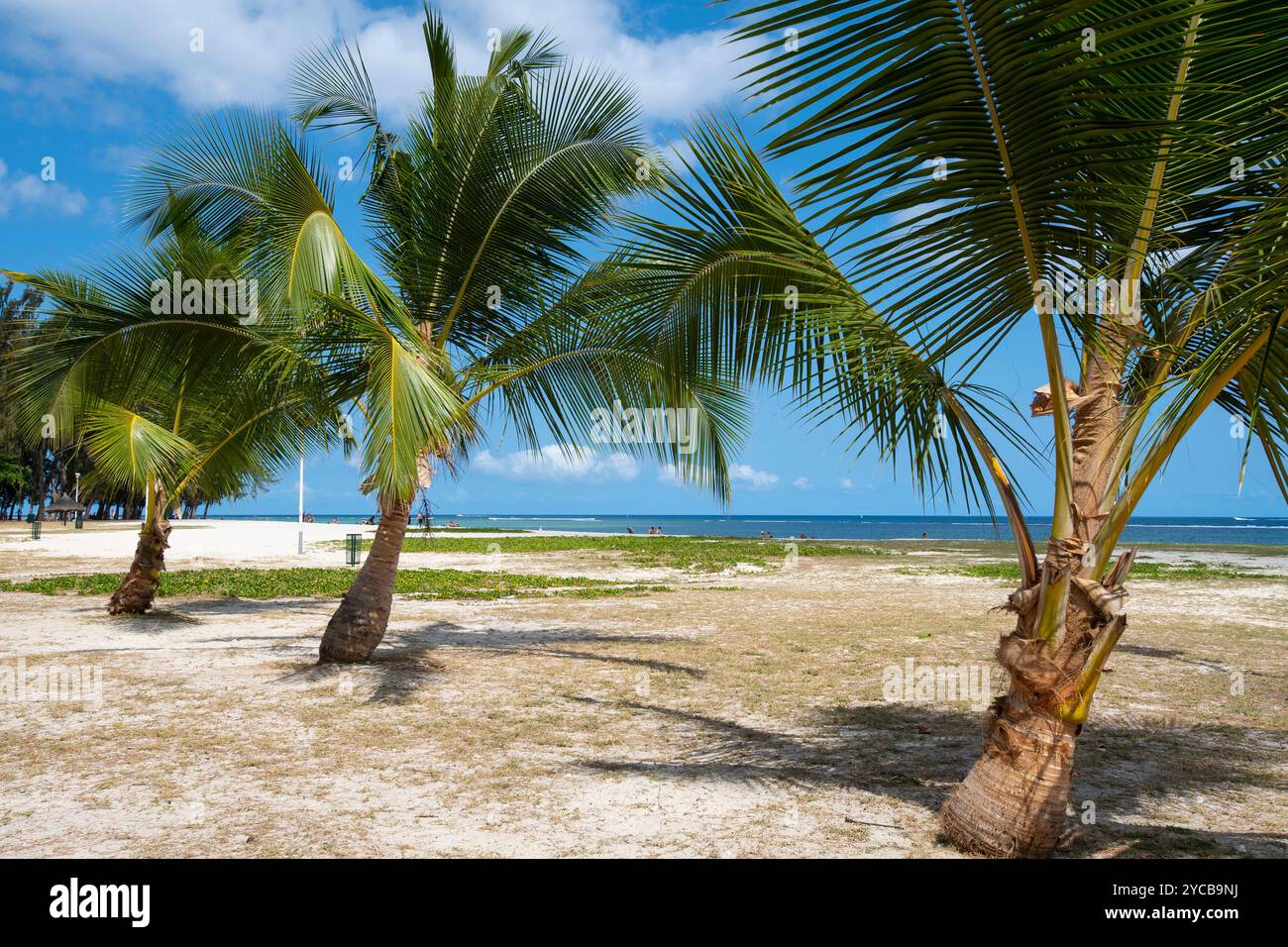 Coconut palm or coconut palm (Cocos nucifera), Flic en Flac Beach, beach, Indian Ocean, island ...