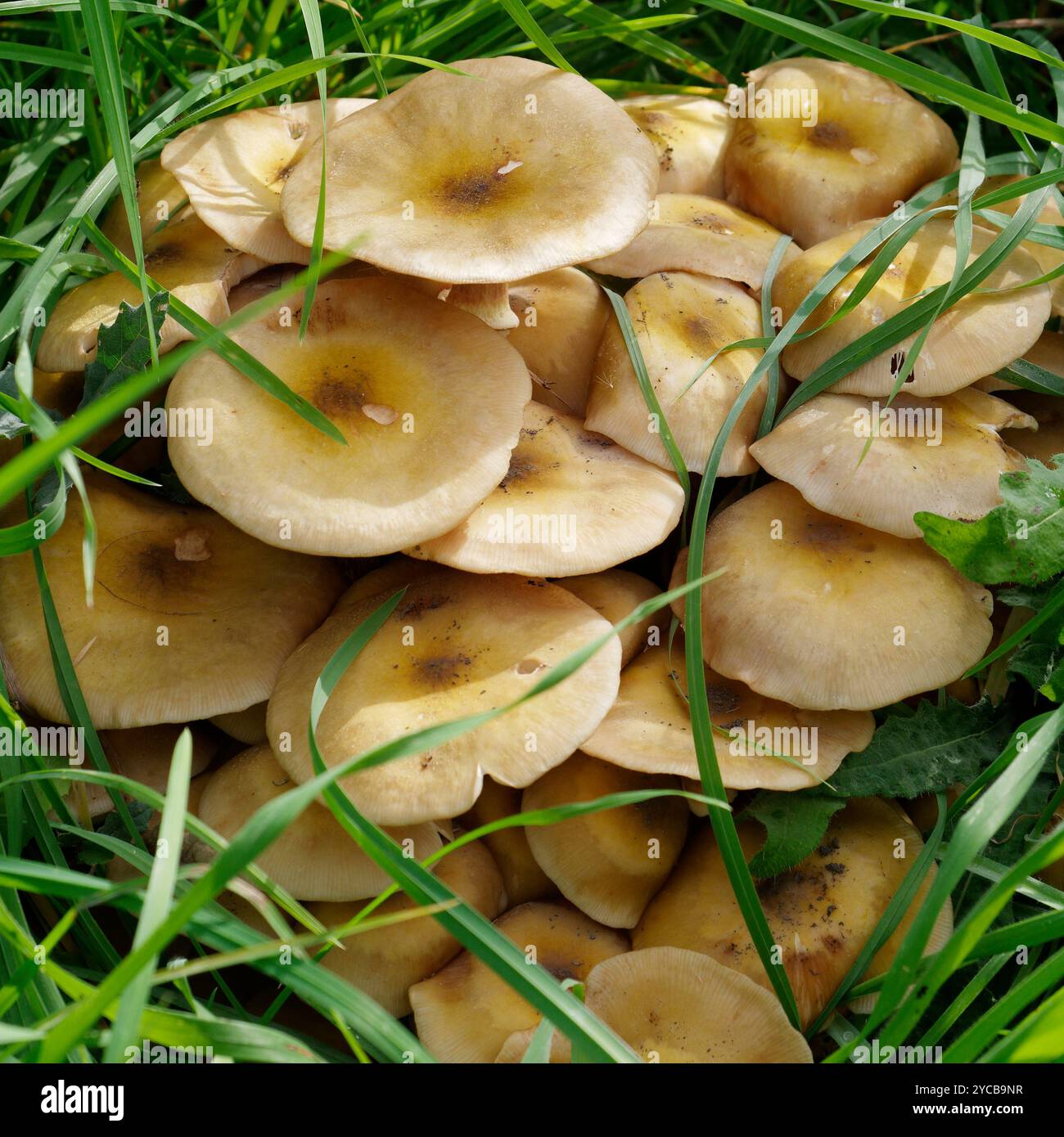 Mushrooms growing in grass hi-res stock photography and images - Alamy