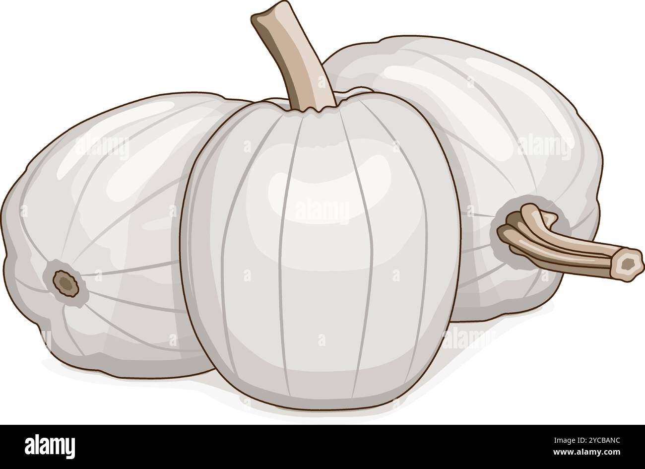 Group of Full Moon pumpkin. Winter squash. Cucurbita maxima. Vegetables ...