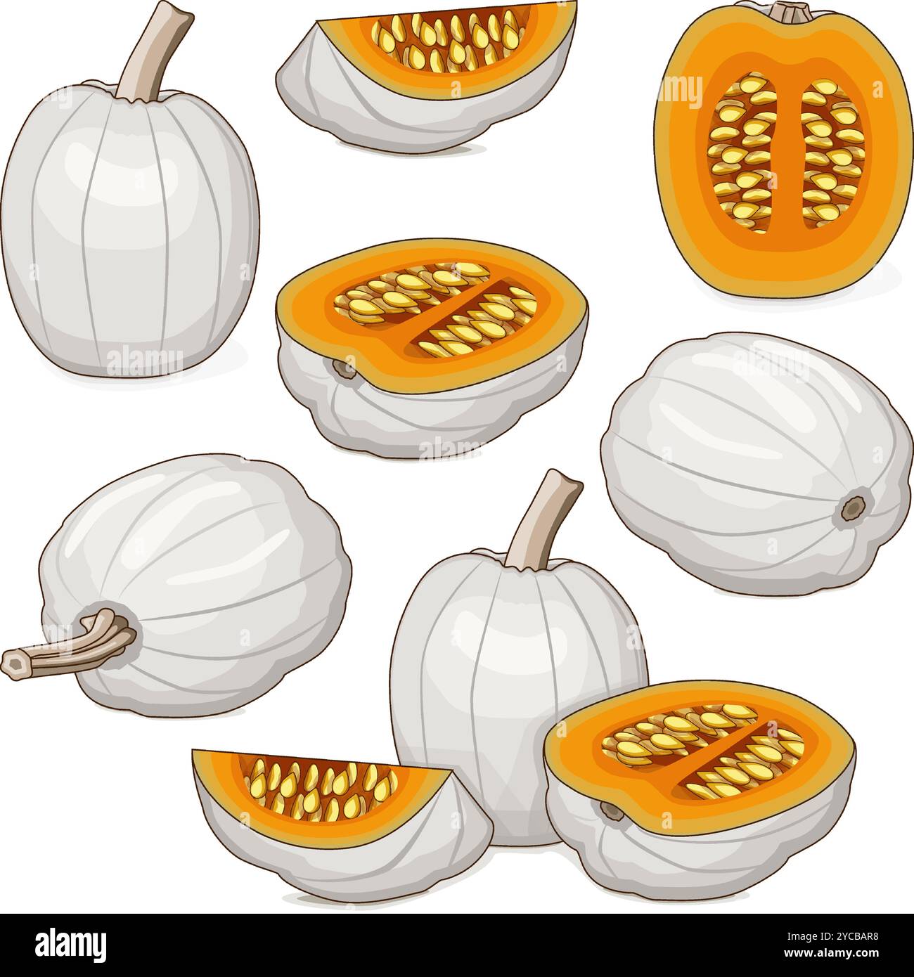 Set of Full Moon pumpkin. Winter squash. Cucurbita maxima. Vegetables ...