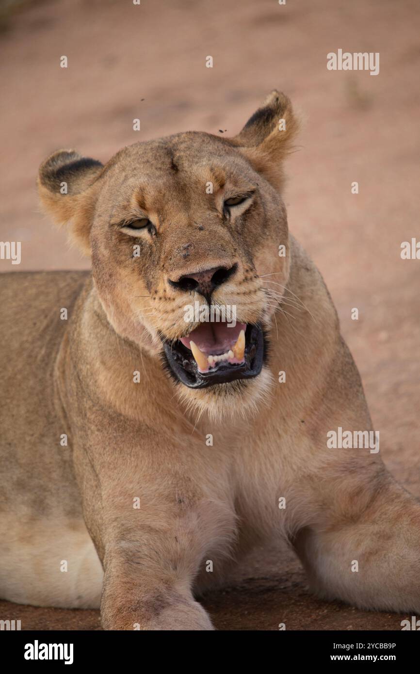 Lioness resting in Kruger National Park, South Africa Stock Photo - Alamy