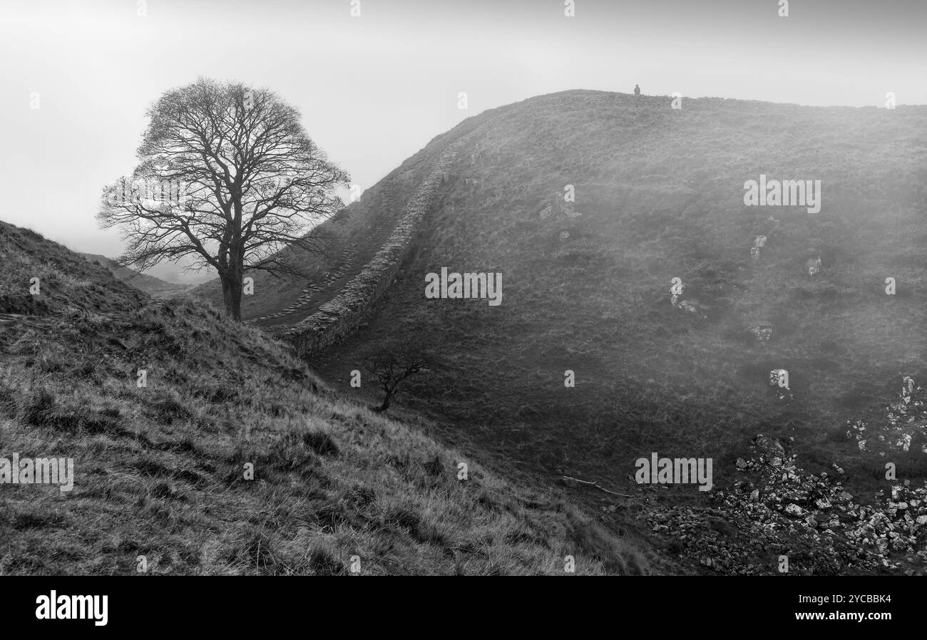 Hadrian's wall and distinctive tree (sycamore gap) along the ridge of ...
