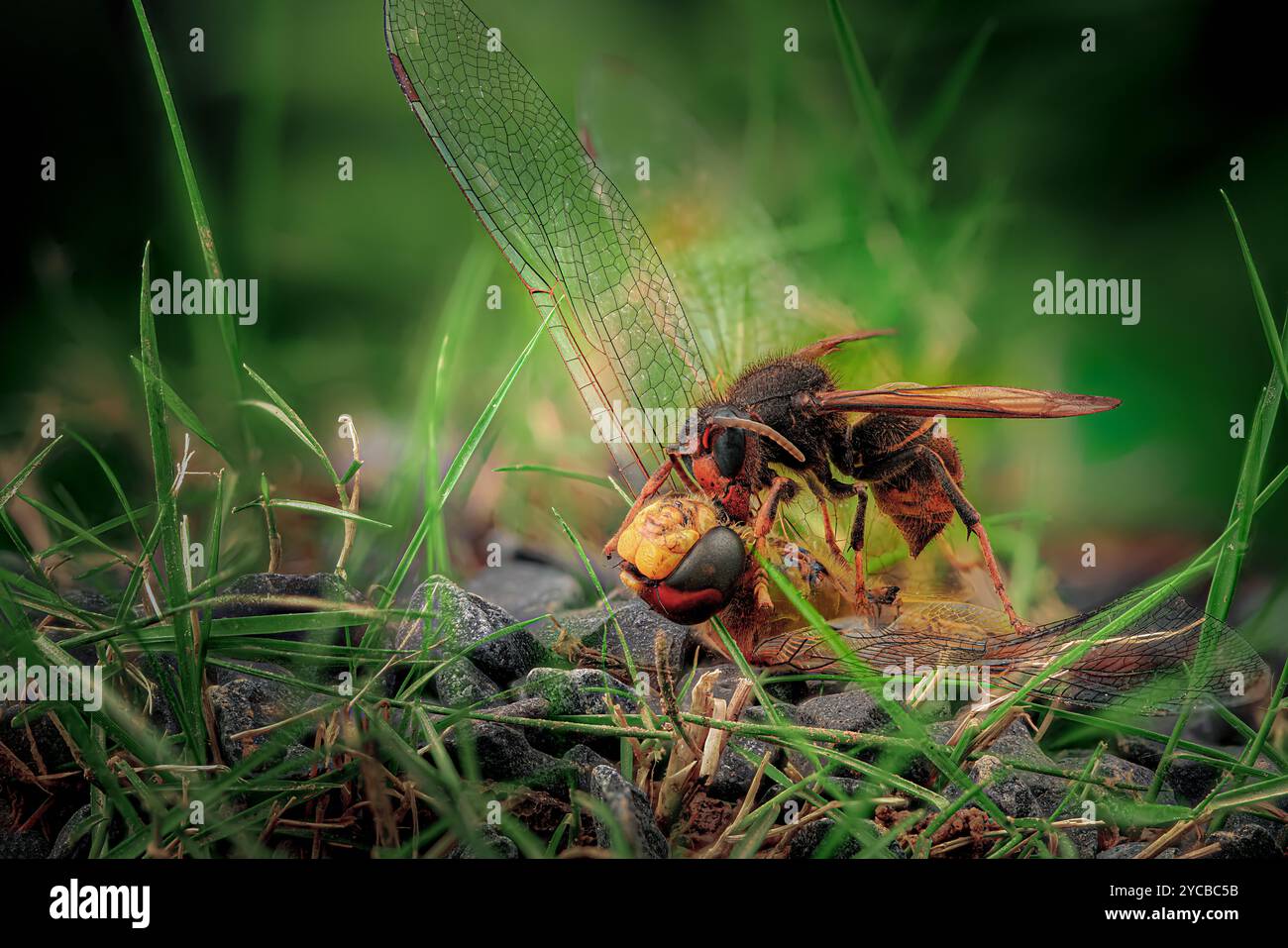 Dragonfly wasp hi-res stock photography and images - Alamy