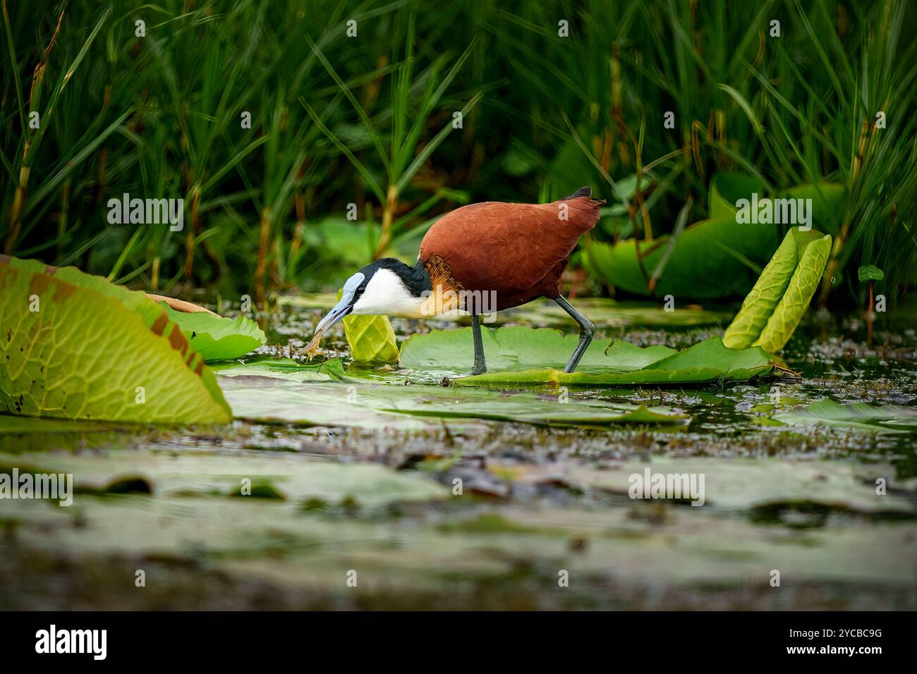 Actophilonis africans hi-res stock photography and images - Alamy