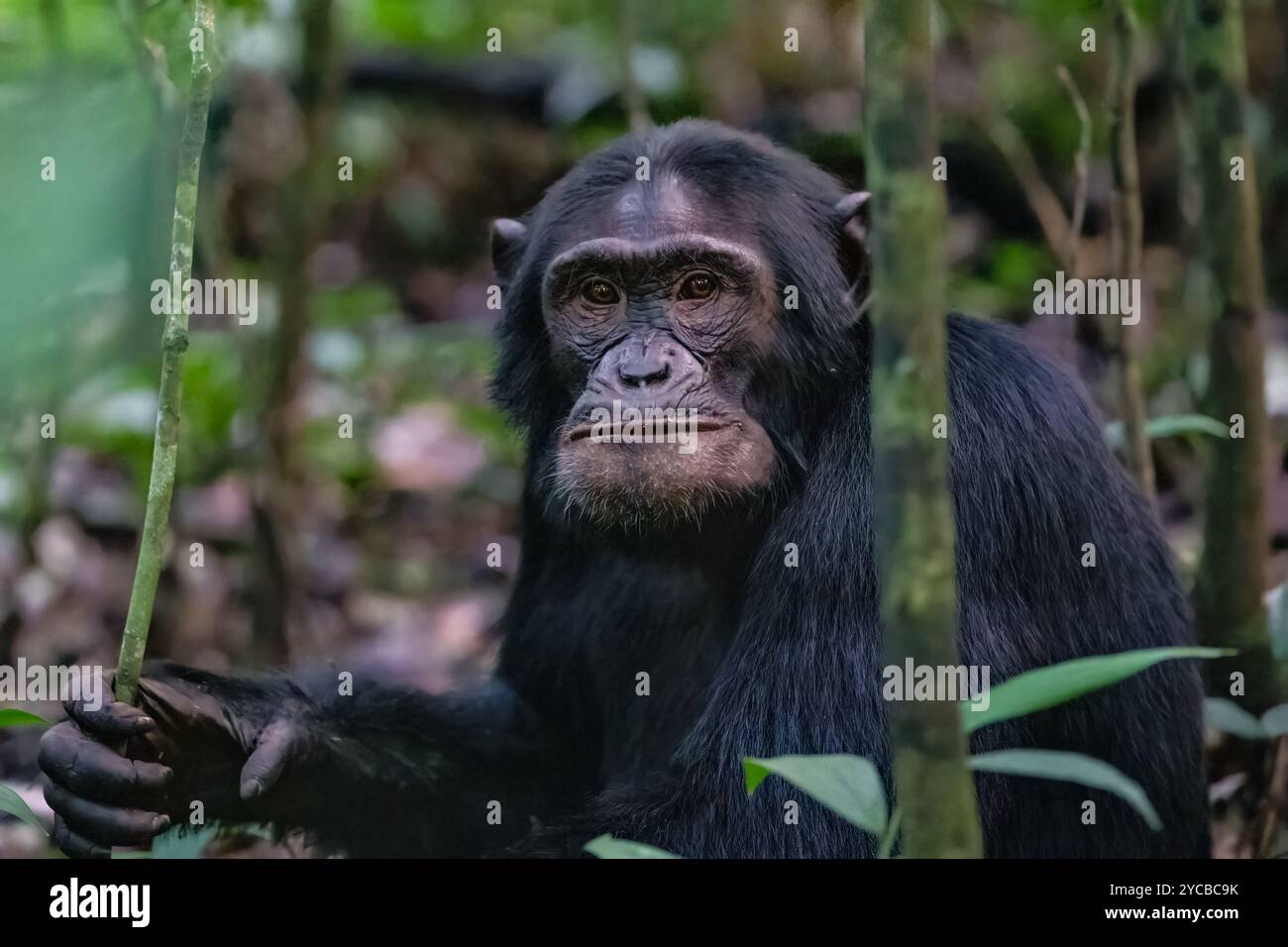 Chimpanzee conservation efforts hi-res stock photography and images - Alamy