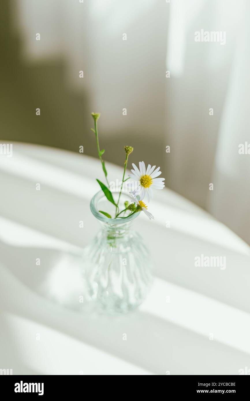 Beautiful daisy flowers in glass vases on light background Stock Photo ...