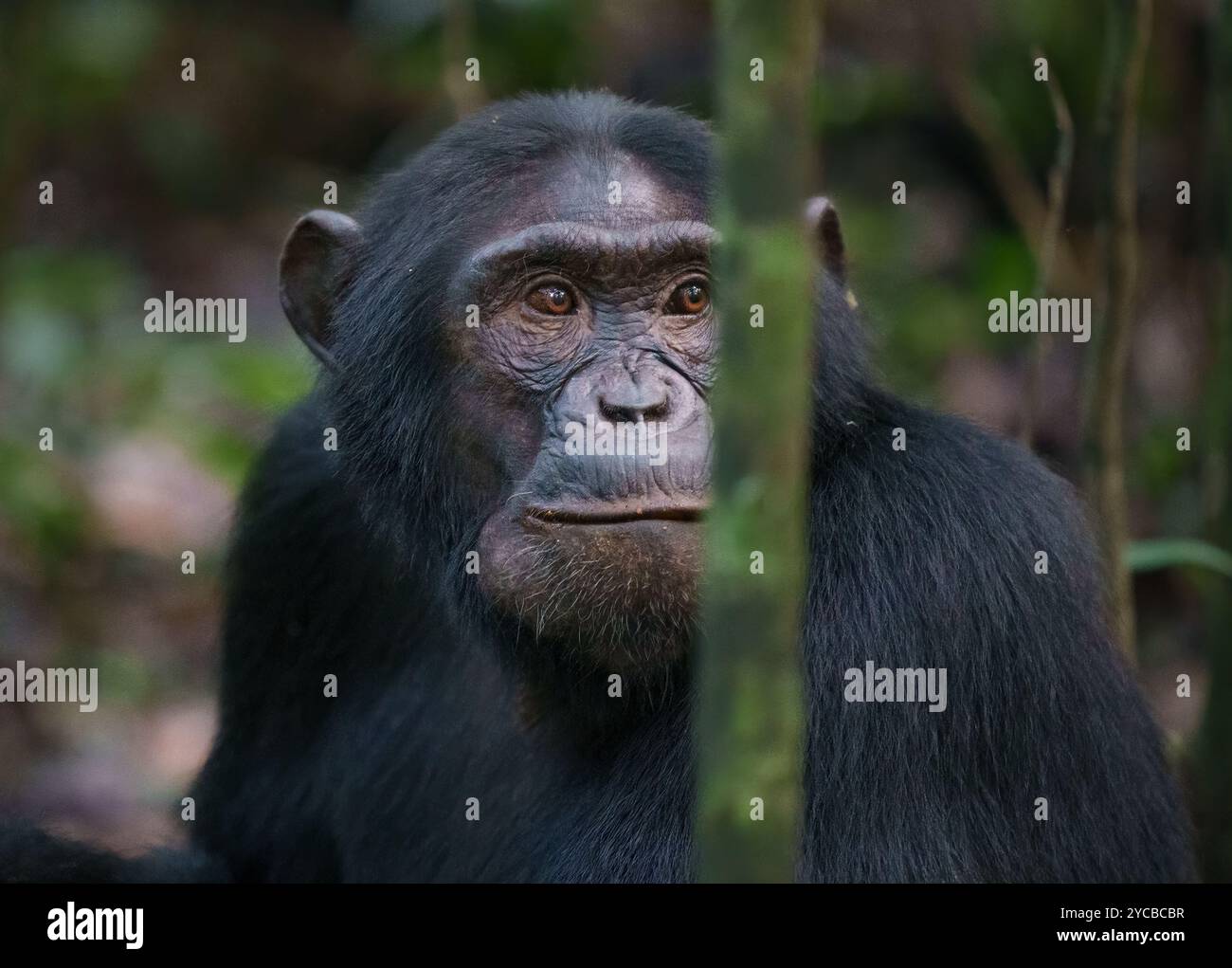 Chimpanzee close up in the rainforest Stock Photo - Alamy