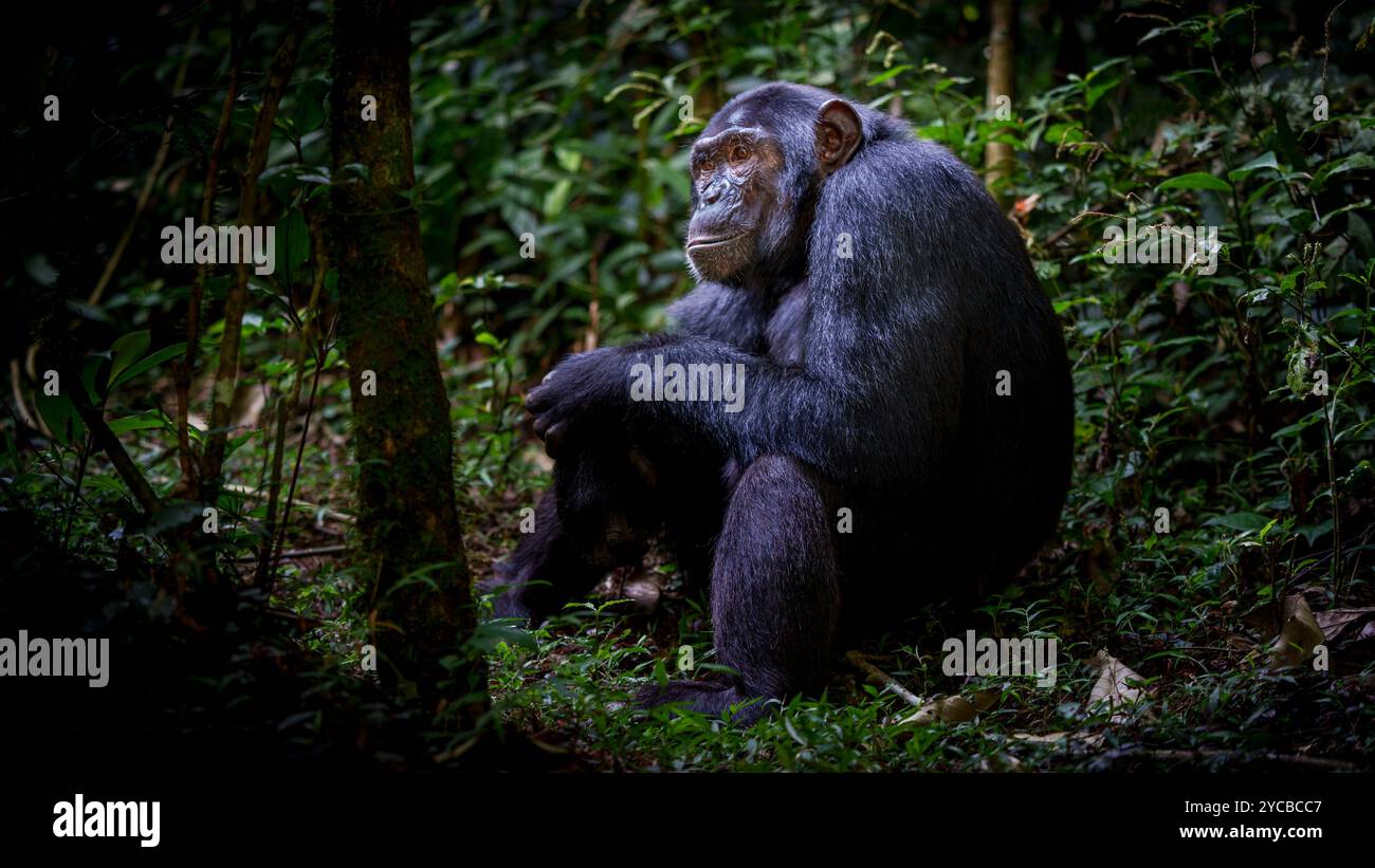 Chimpanzee sitting in the rainforest Stock Photo - Alamy