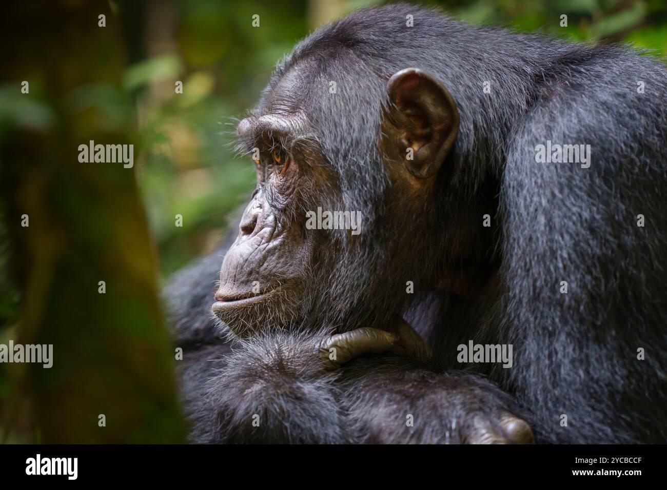 Chimpanzee profile sitting in the rainforest Stock Photo - Alamy