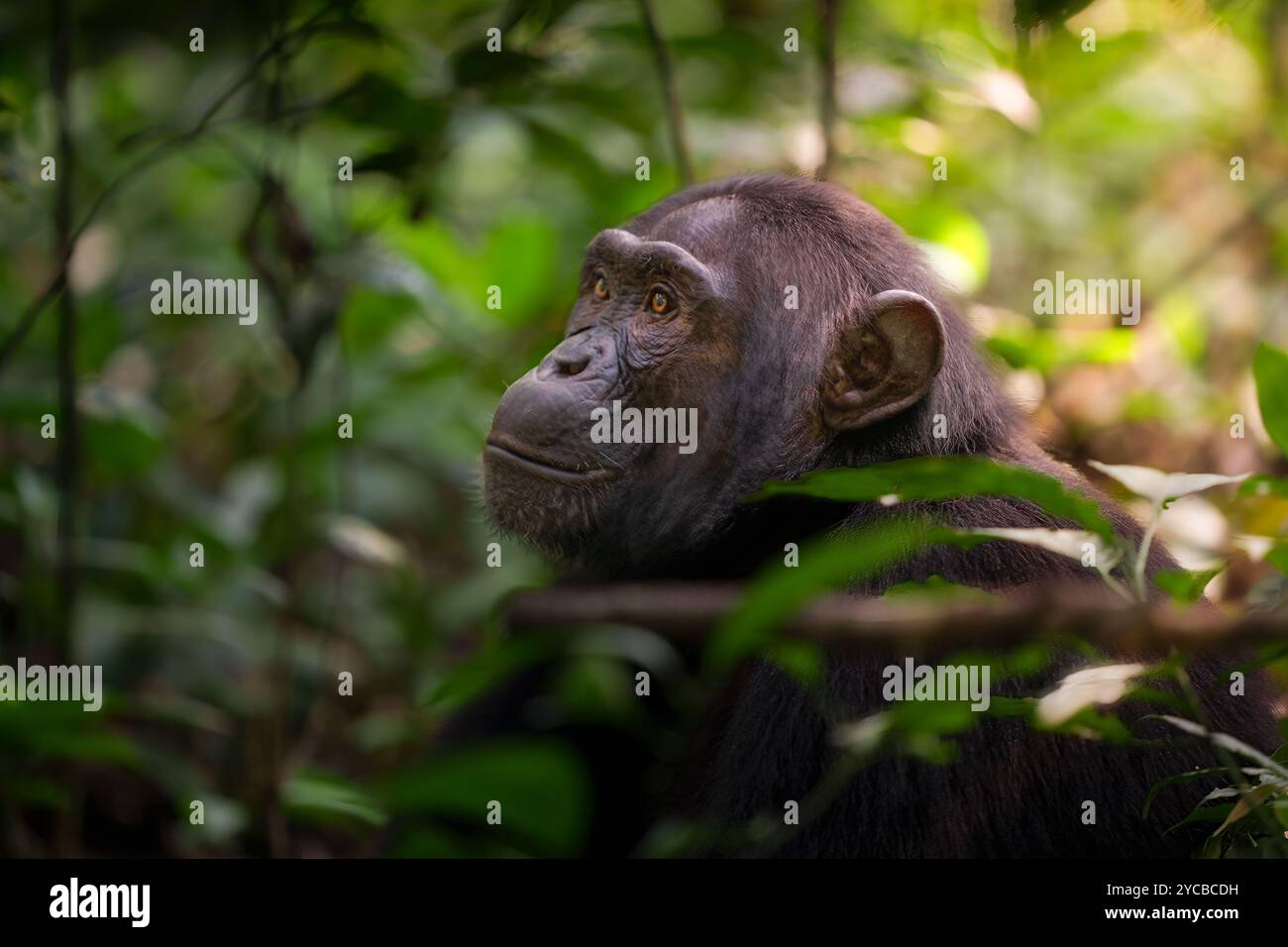Chimpanzee self awareness hi-res stock photography and images - Alamy