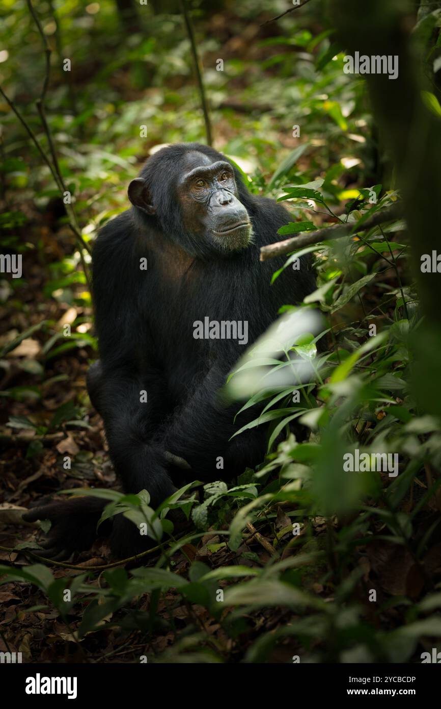 Chimpanzee in the rainforest Stock Photo - Alamy