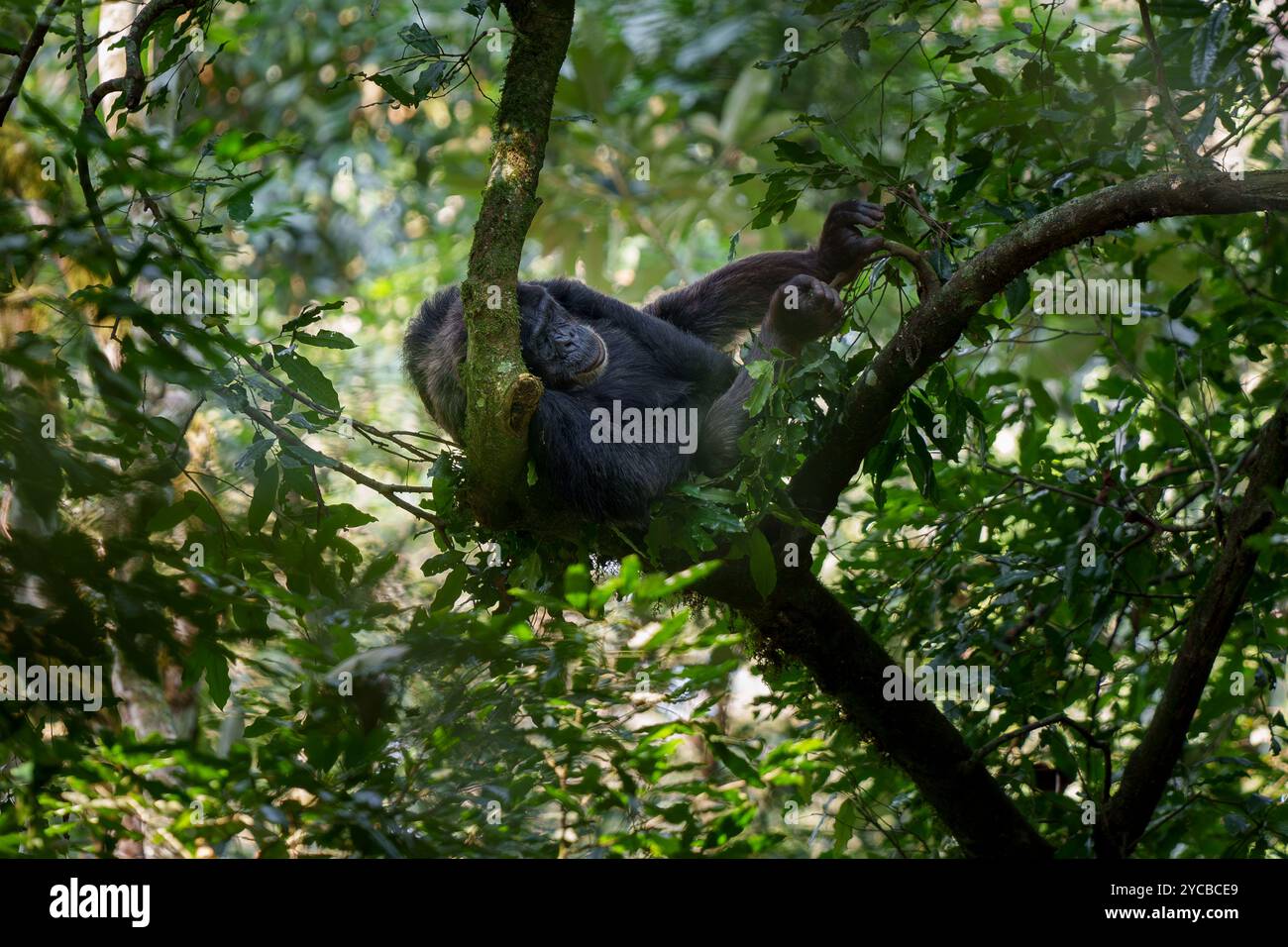 Chimpanzee in the trees of the rainforest Stock Photo - Alamy