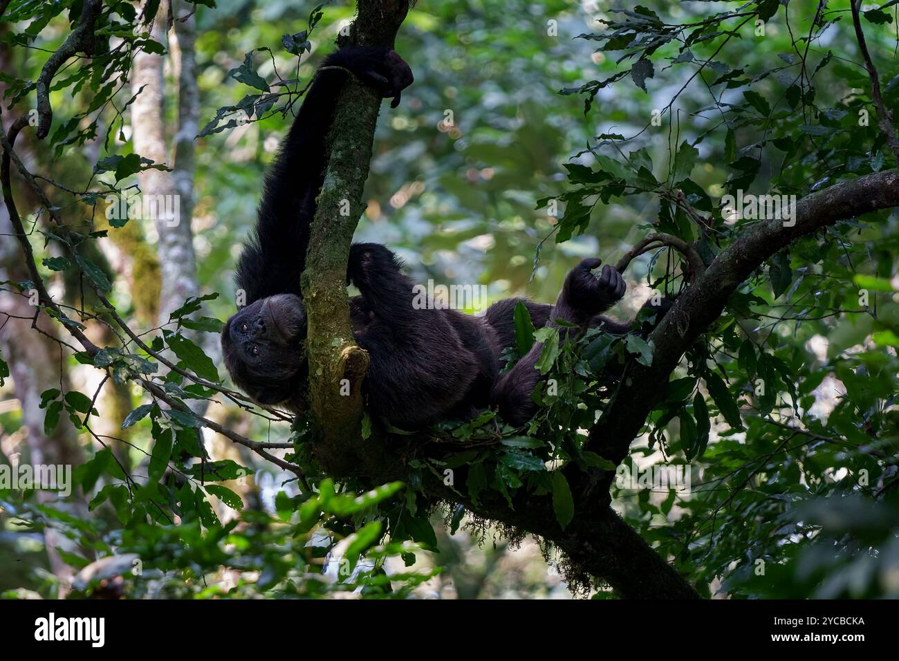 Chimpanzee in the trees of the rainforest Stock Photo - Alamy