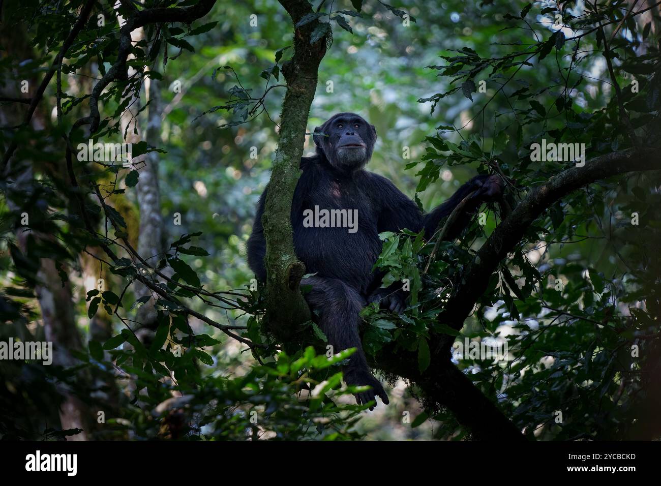 Chimpanzee in the trees of the rainforest Stock Photo - Alamy