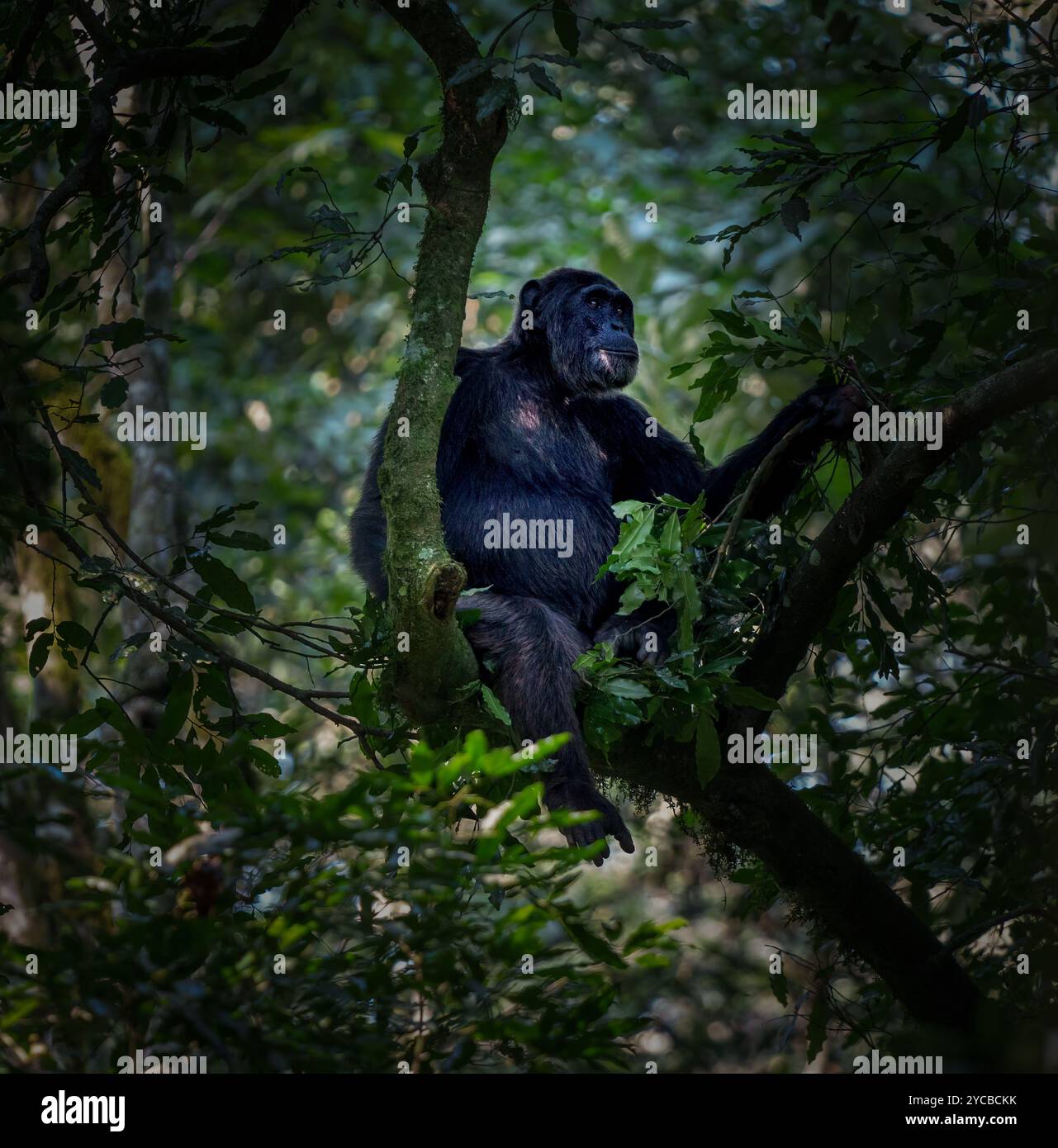 Chimpanzee in the trees of the rainforest Stock Photo - Alamy