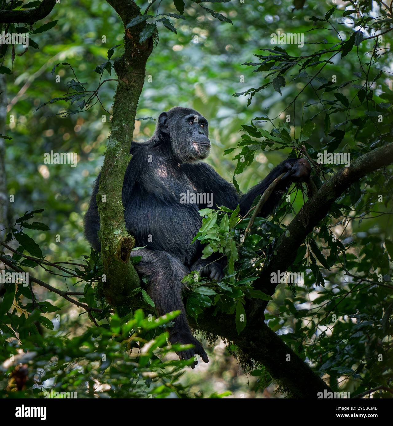 Chimpanzee conservation efforts hi-res stock photography and images - Alamy