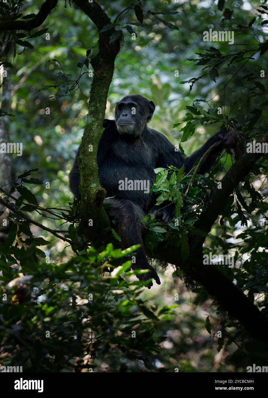 Chimpanzee in the trees of the rainforest Stock Photo - Alamy