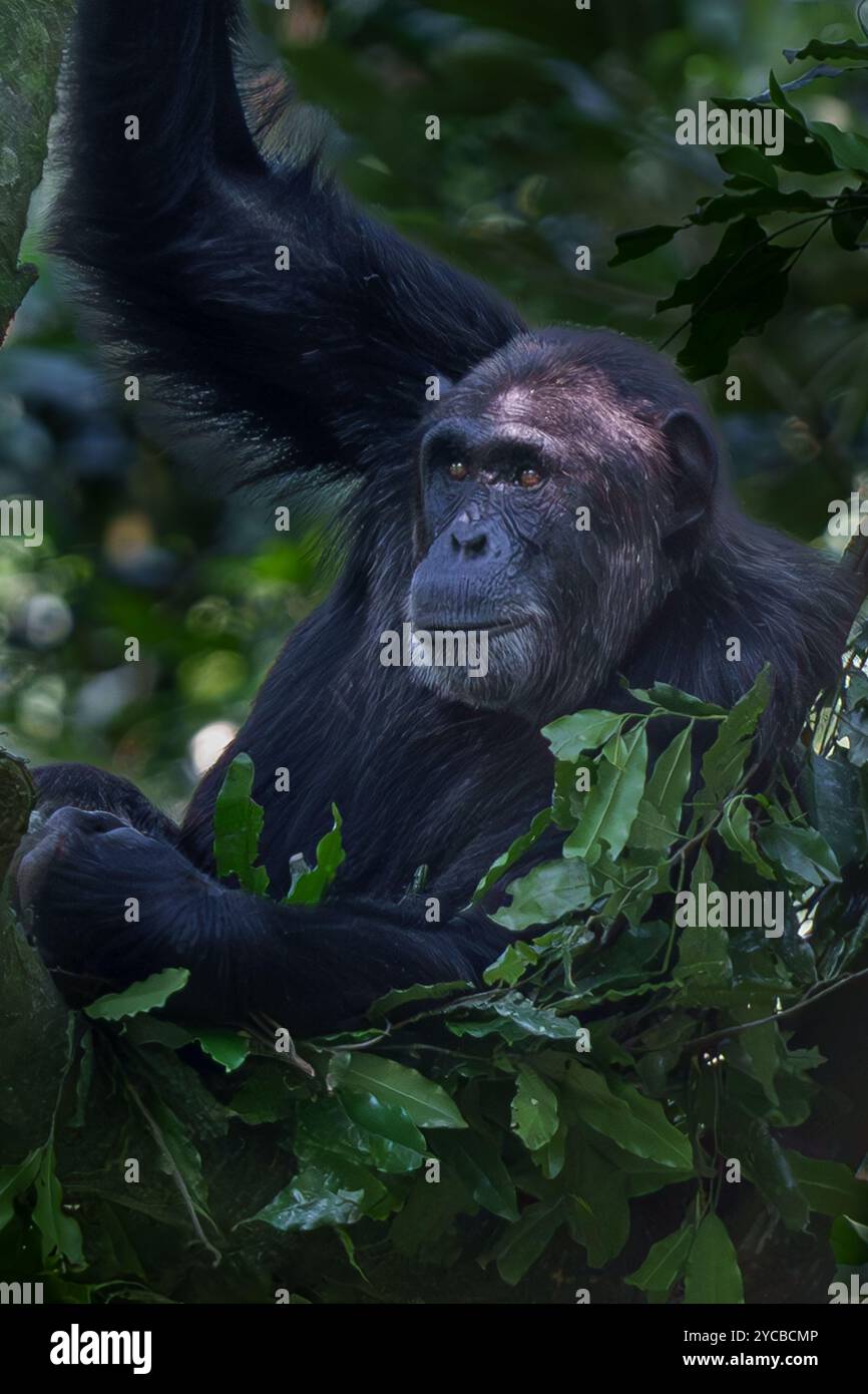 Chimpanzee in the trees of the rainforest Stock Photo - Alamy