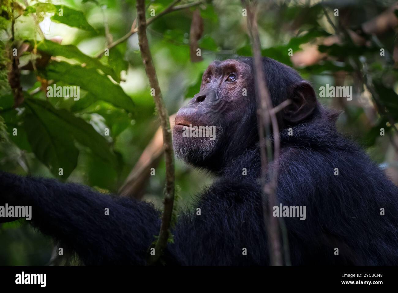 Chimpanzee in the rainforest canopy Stock Photo - Alamy