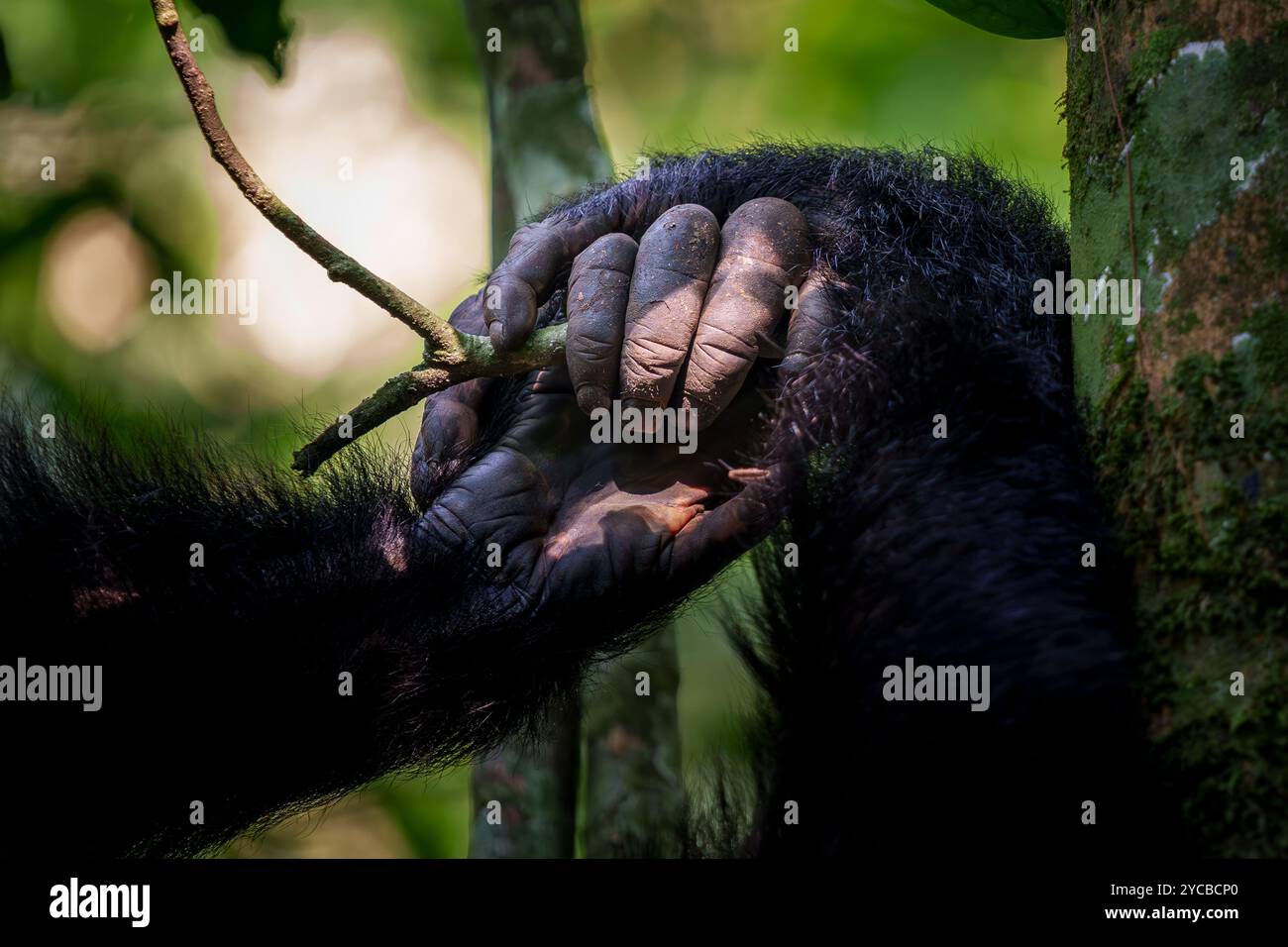 Hand of the chimpanzee in the rainforest Stock Photo - Alamy