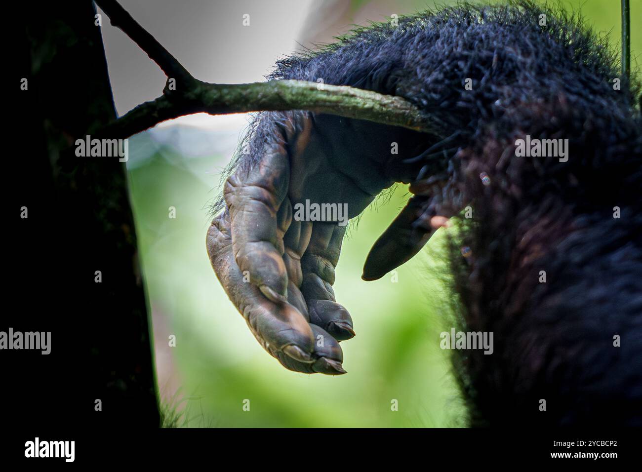 Hand of the chimpanzee in the rainforest Stock Photo - Alamy