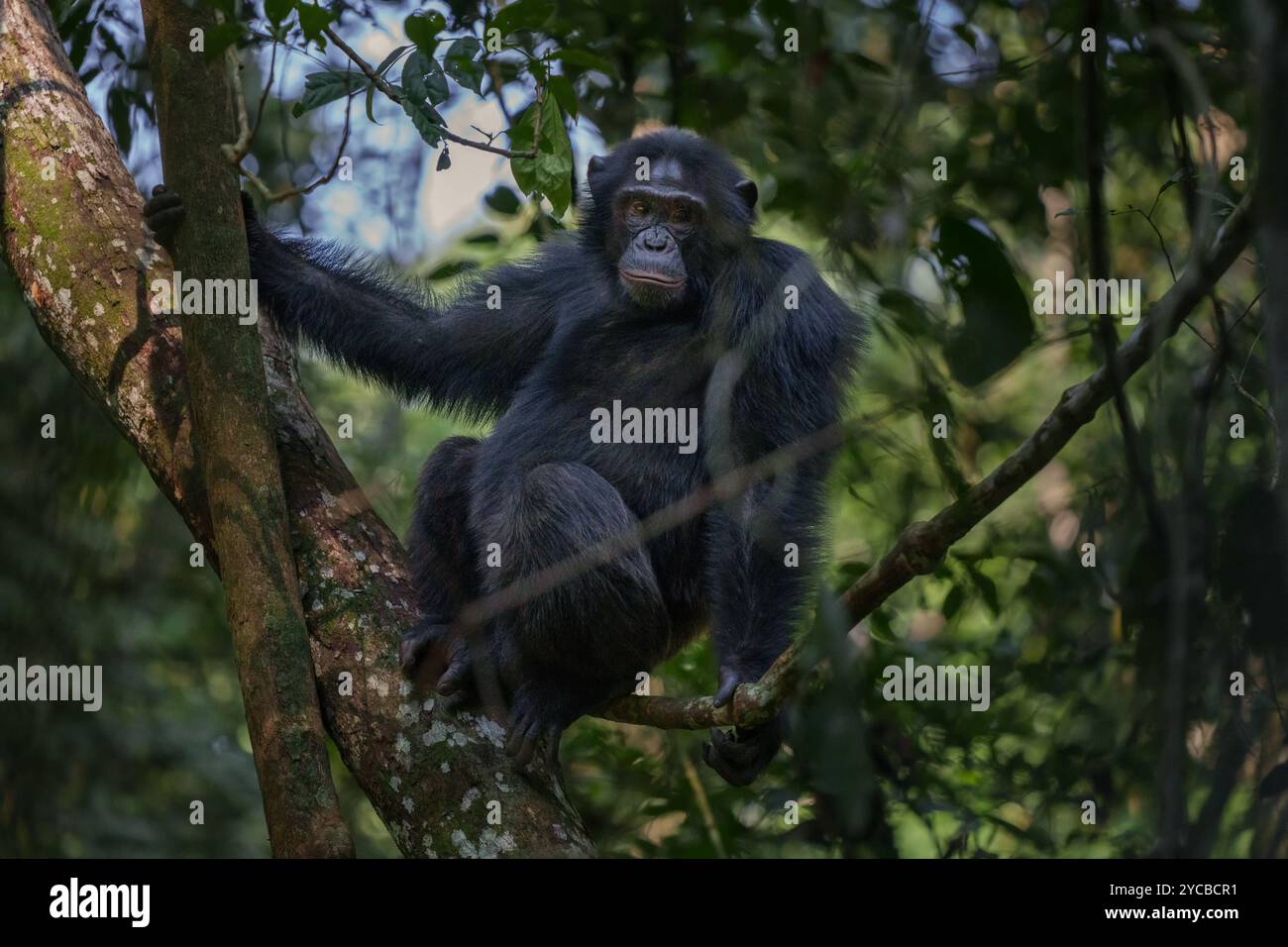 Chimpanzee in the rainforest canopy Stock Photo - Alamy