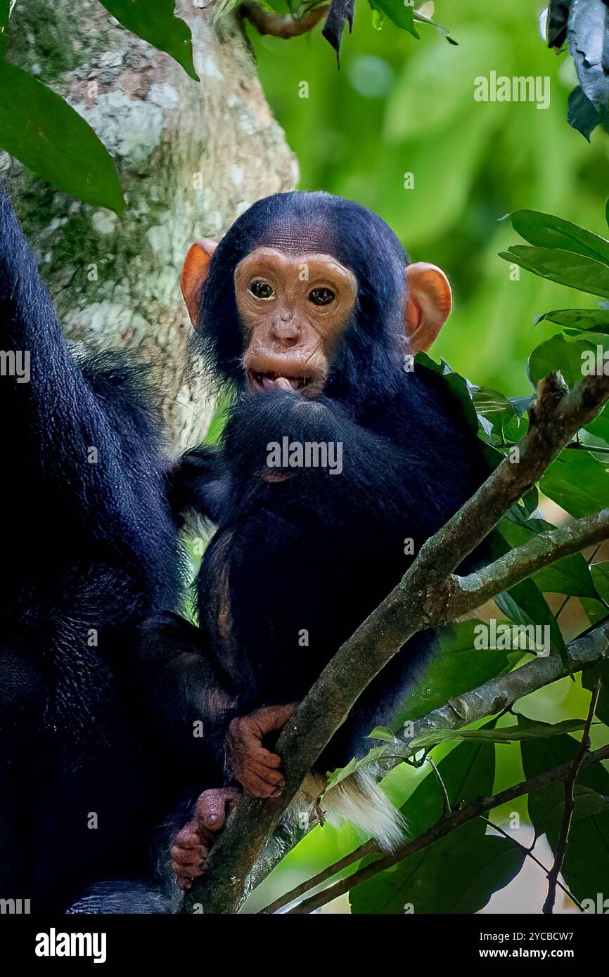 Baby chimpanzee with mother in the trees of the rainforest Stock Photo ...