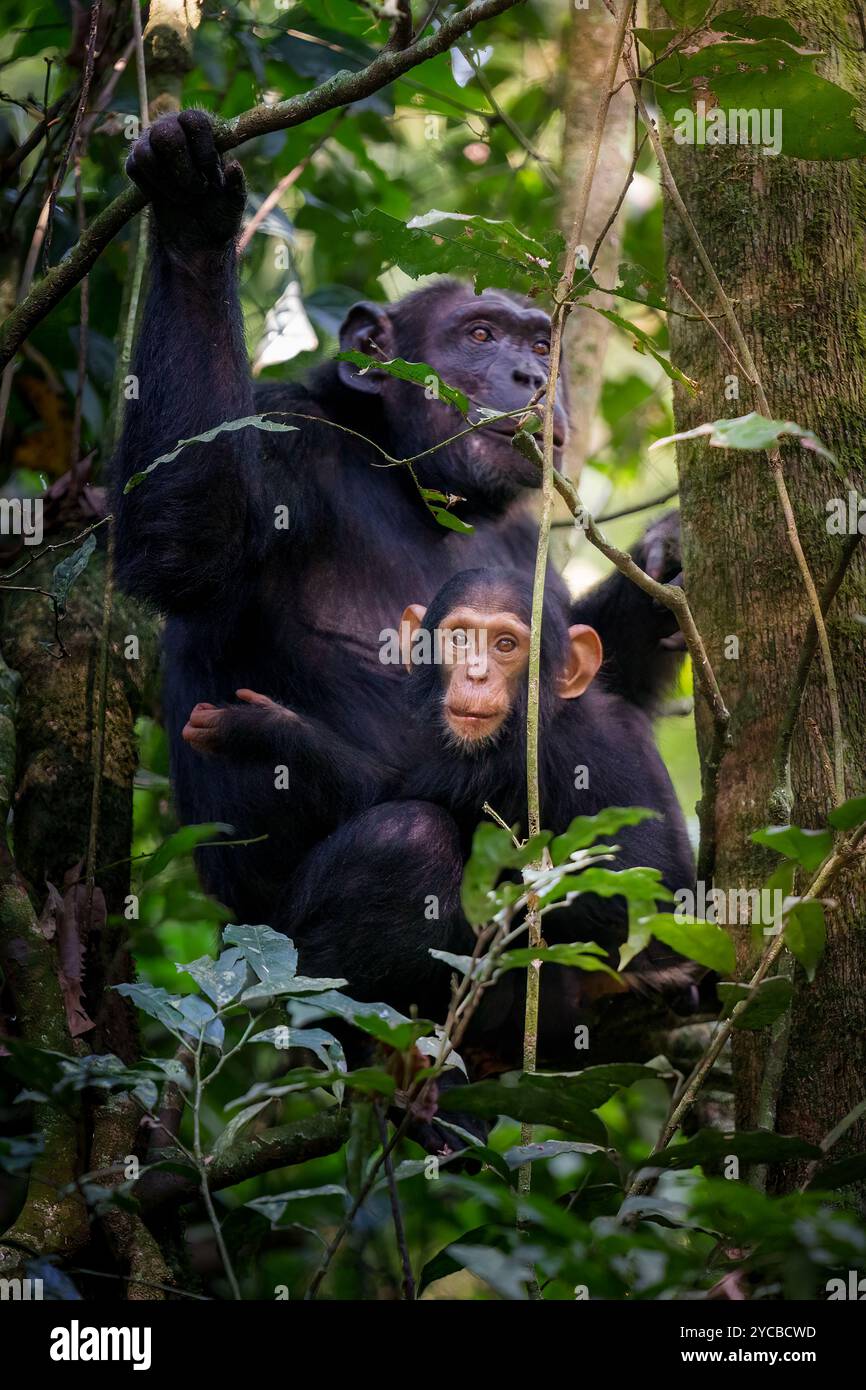 Mother baby africa human hi-res stock photography and images - Alamy