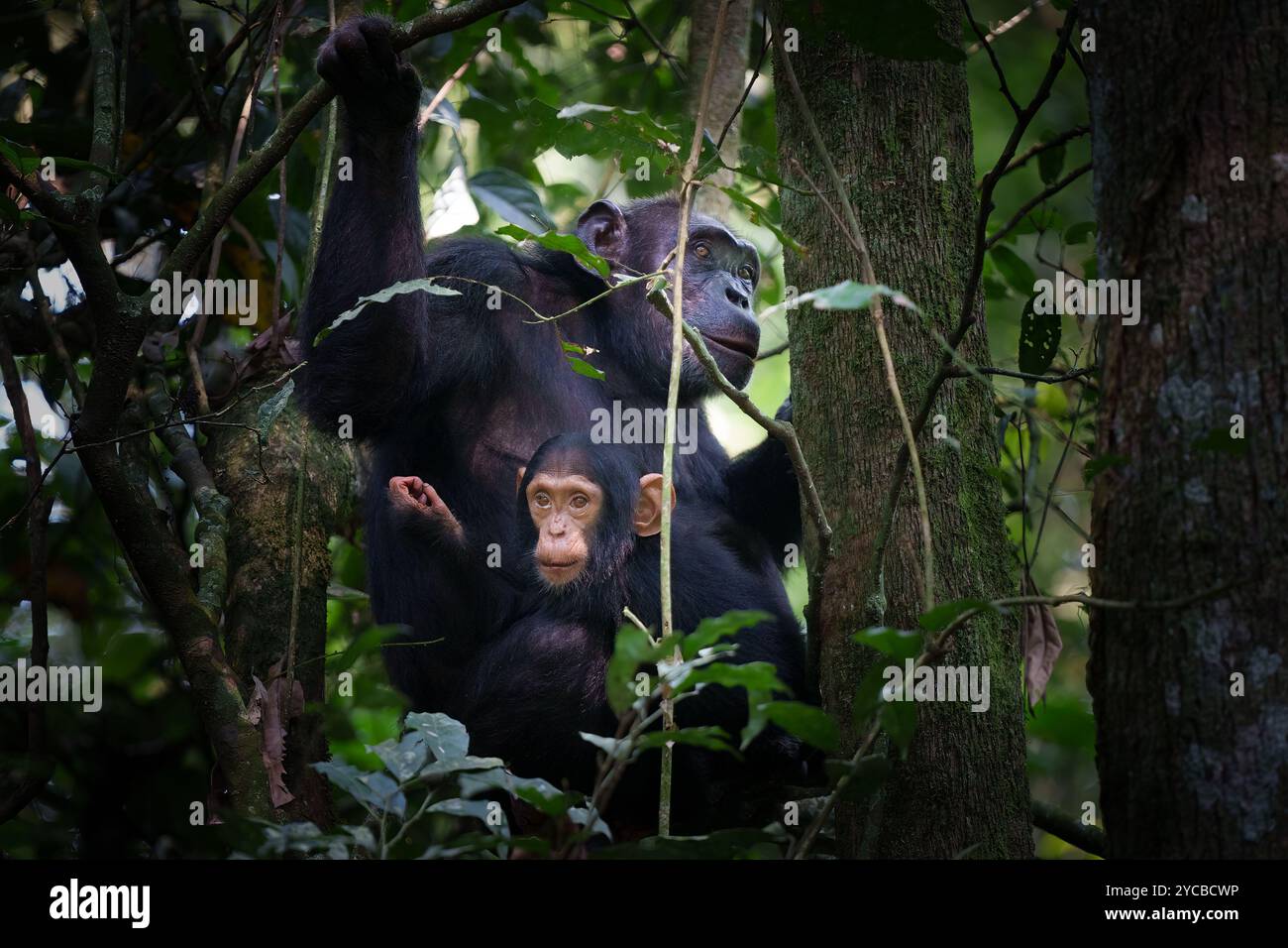 Baby chimpanzee with mother in the trees of the rainforest Stock Photo ...
