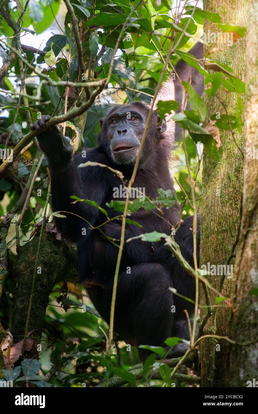 Baby chimpanzee with mother in the rainforest Stock Photo - Alamy