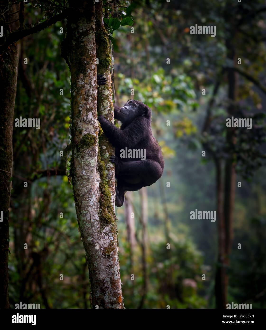 Baby Gorilla climbing a tree Stock Photo - Alamy