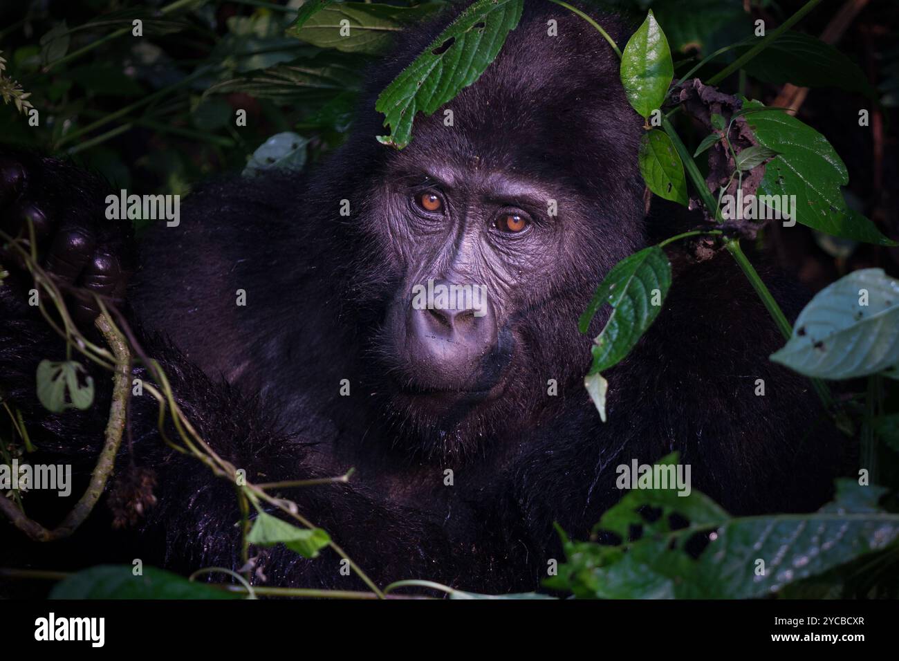Silverback Gorilla in the rainforest Stock Photo - Alamy