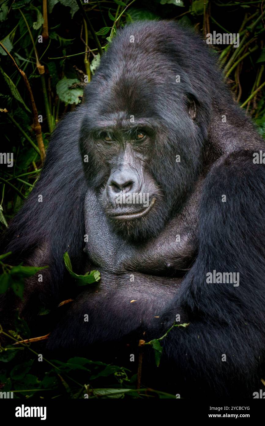 Silverback Gorilla in the rainforest Stock Photo - Alamy