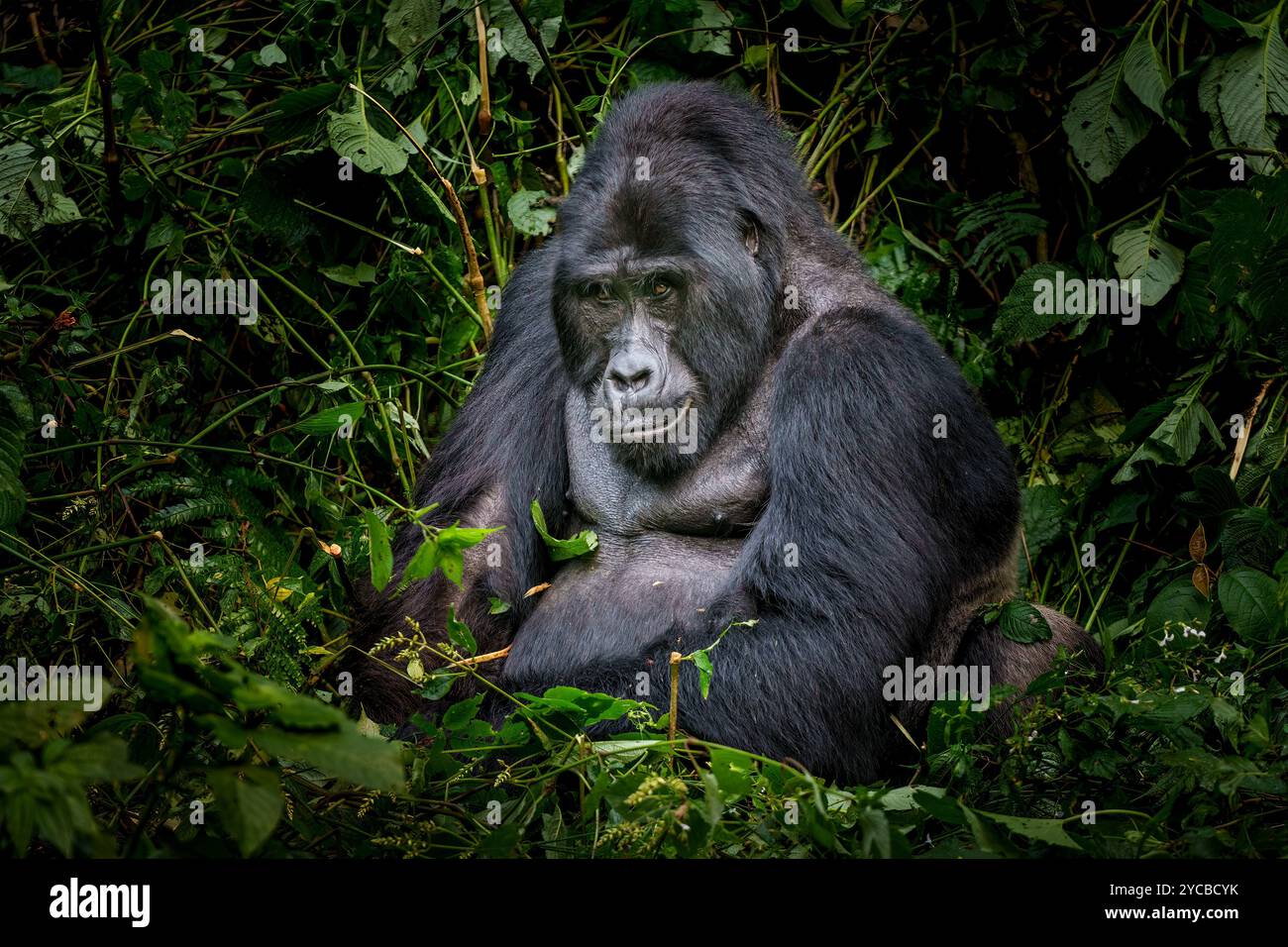 Silverback Gorilla in the rainforest Stock Photo - Alamy
