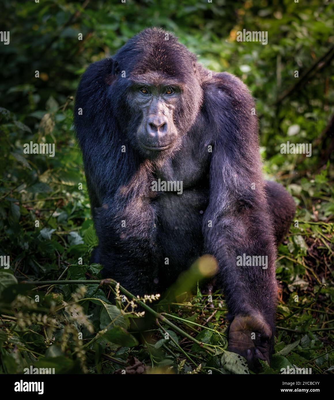 Silverback Gorilla in the rainforest Stock Photo - Alamy