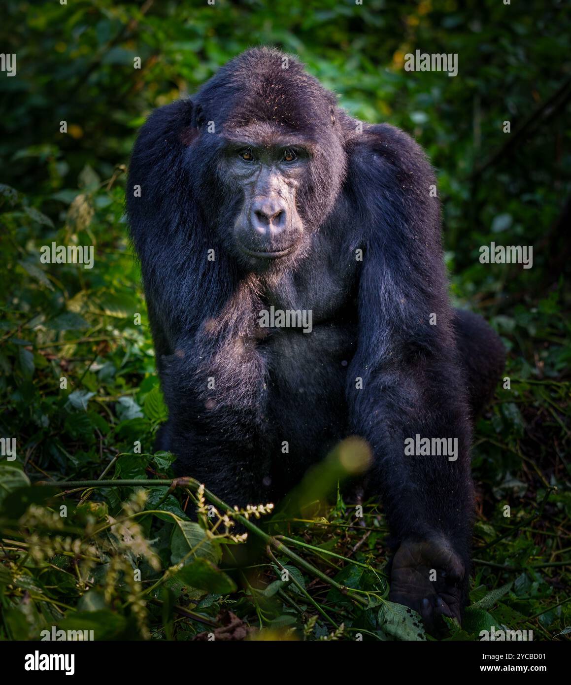 Silverback Gorilla in the rainforest Stock Photo - Alamy