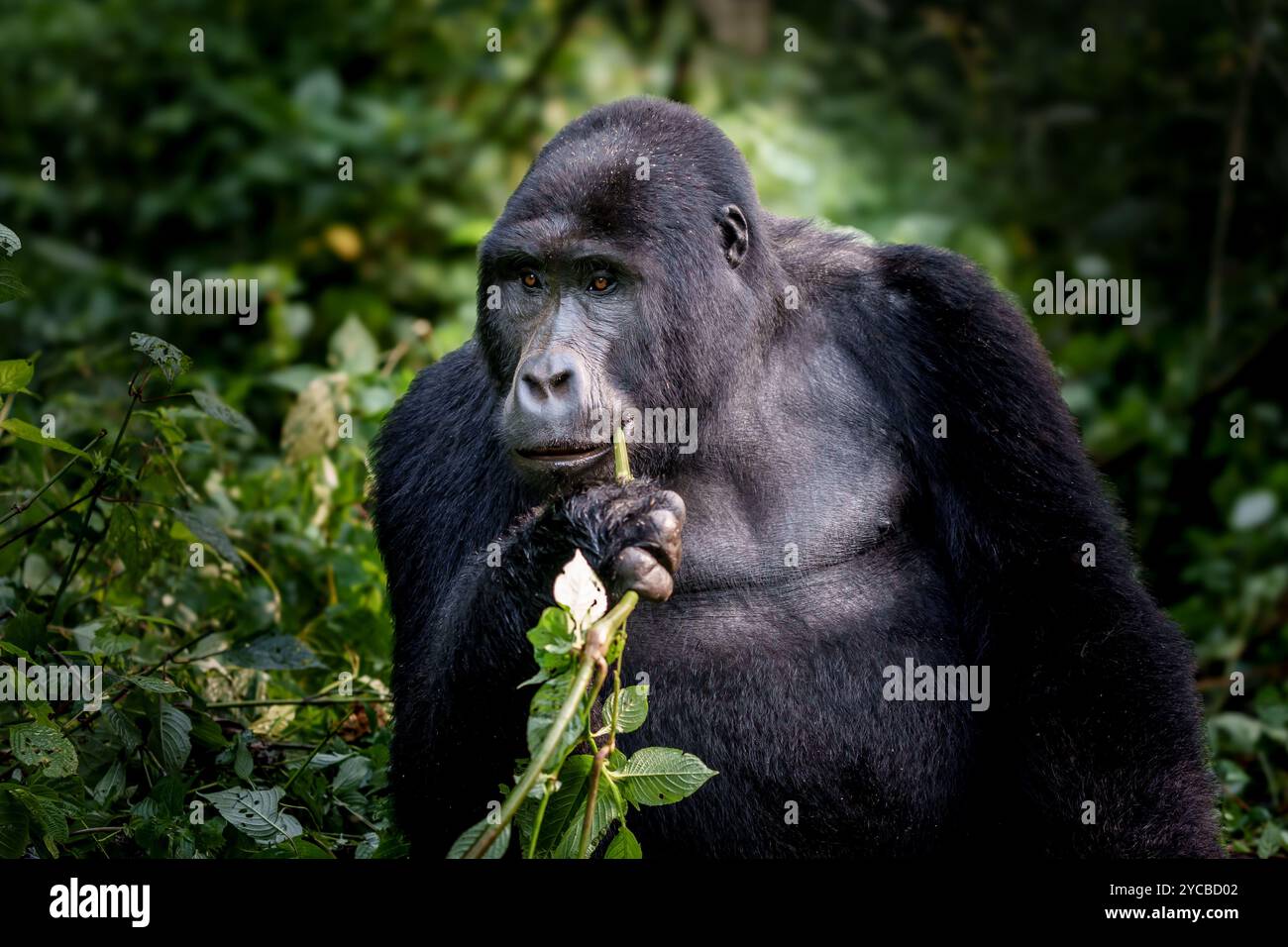 Silverback Gorilla in the rainforest Stock Photo - Alamy