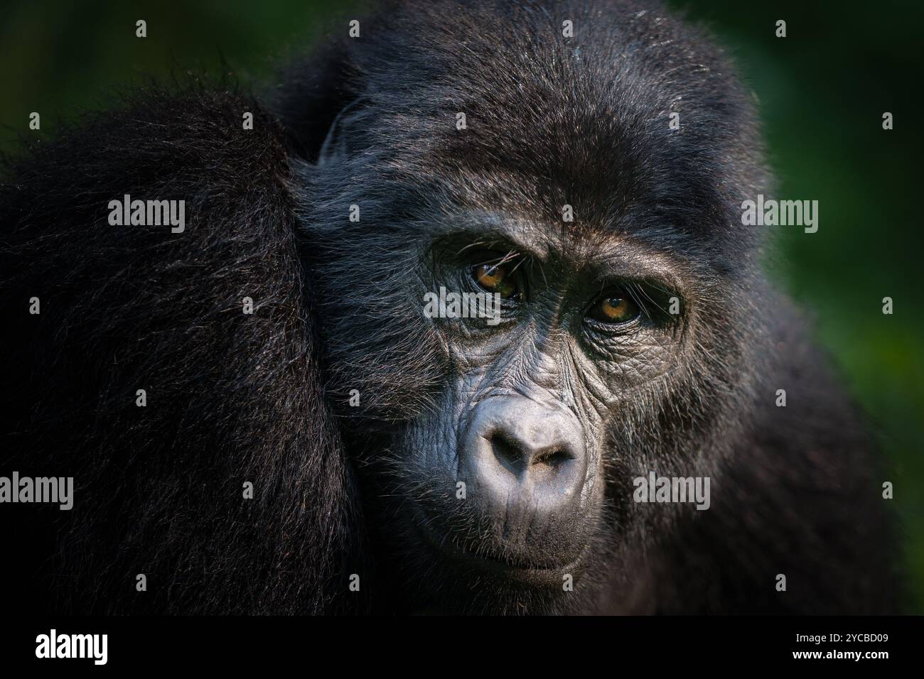 Gorilla silverback portrait bwindi hi-res stock photography and images ...