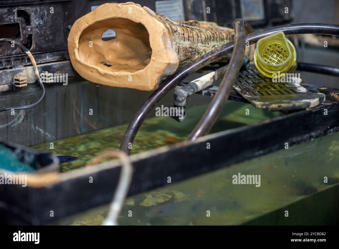 dirty water in aquarium and equipment for cleanind, indoor close up ...