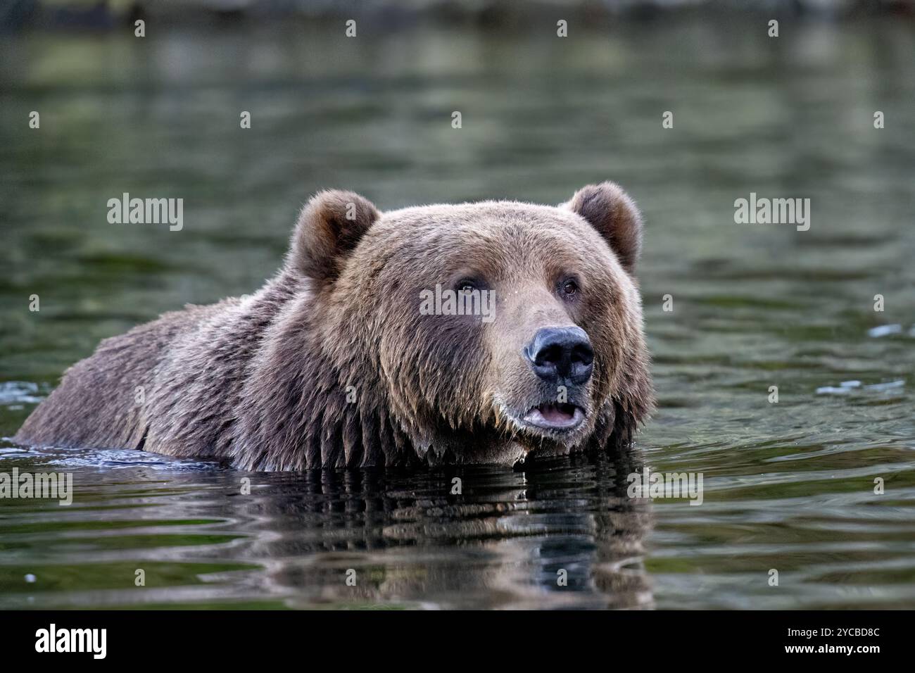 Female Kodiak bear sticking her lip out while swimming in a river in ...