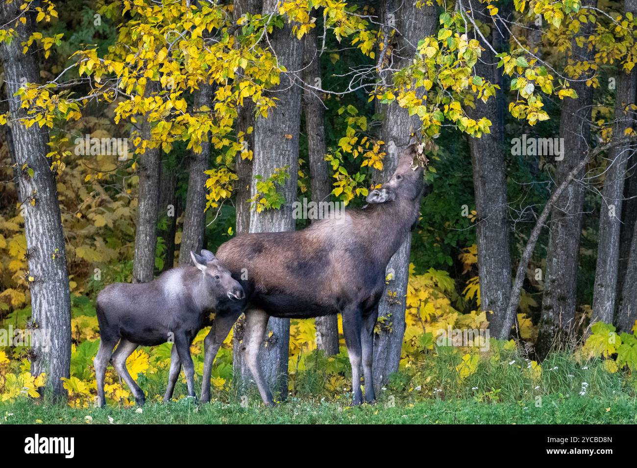 Cow moose and her calf eating leaves on fall trees Stock Photo - Alamy