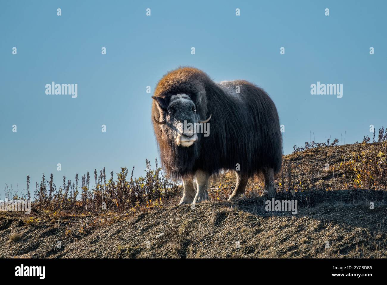 Large cow musk ox standing on a hillside in Nome, AK Stock Photo - Alamy